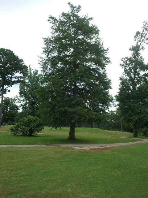 Greenforest Nursery