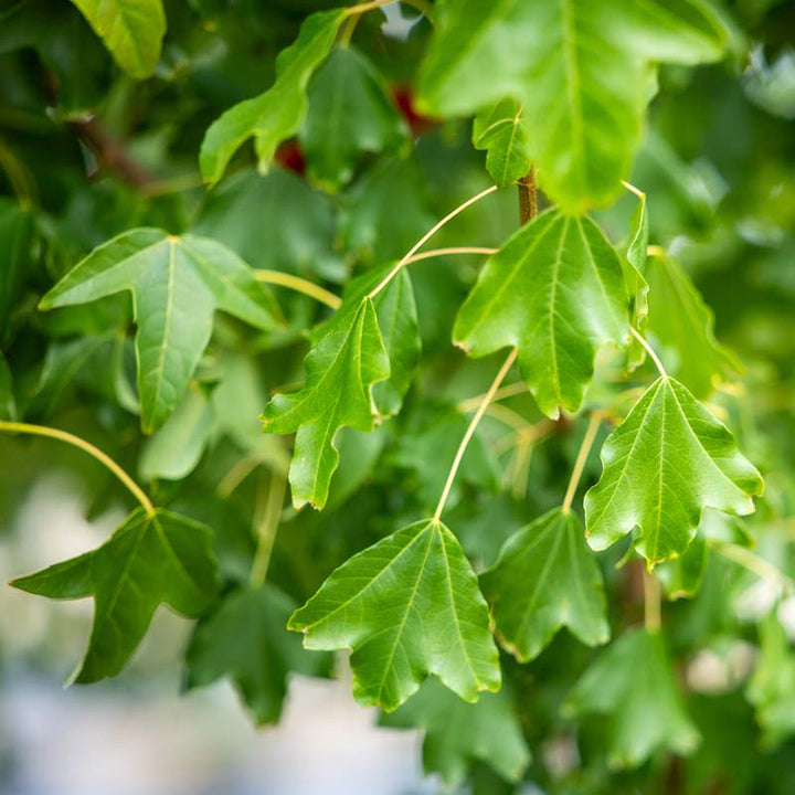 Maple – GreenForest Nursery