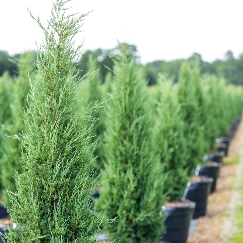 Juniper – GreenForest Nursery