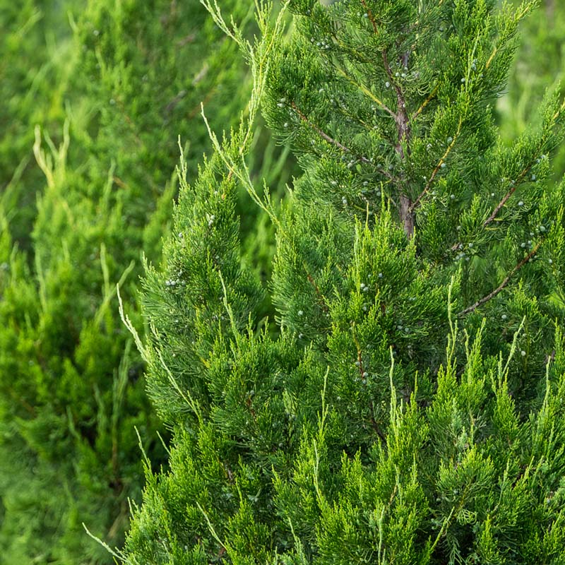 Hetzi Columnar Juniper | Upright Evergreen for Hot, Dry Sites ...
