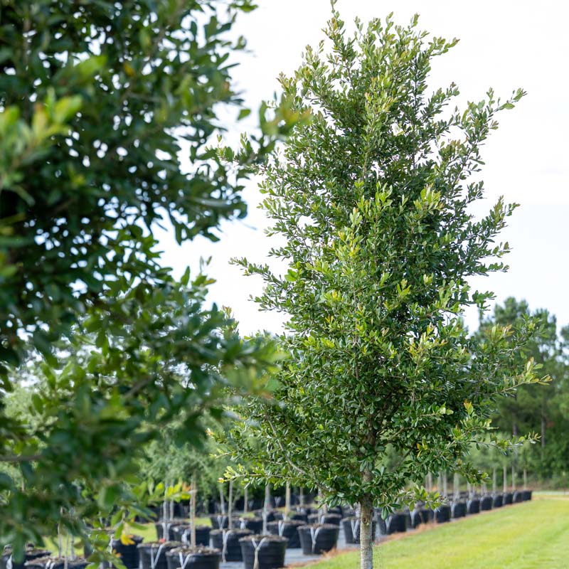 Live Oak | Iconic Evergreen Shade Tree of the South – GreenForest Nursery