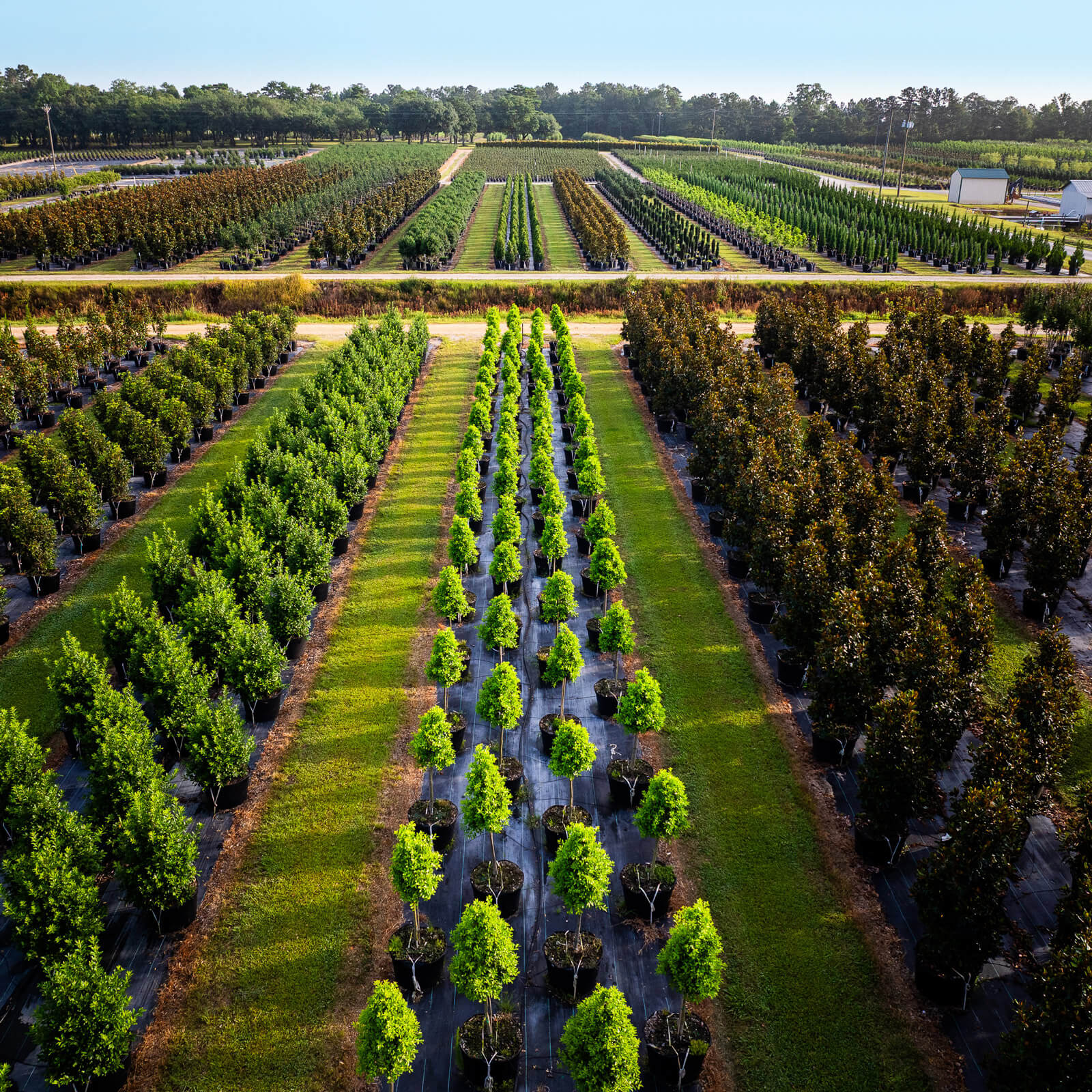 Gallery – GreenForest Nursery