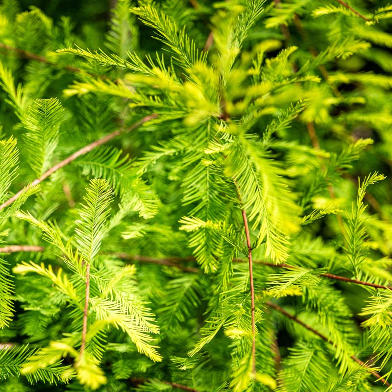 Bald Cypress | Native Tree for Wet or Dry Landscapes – GreenForest Nursery