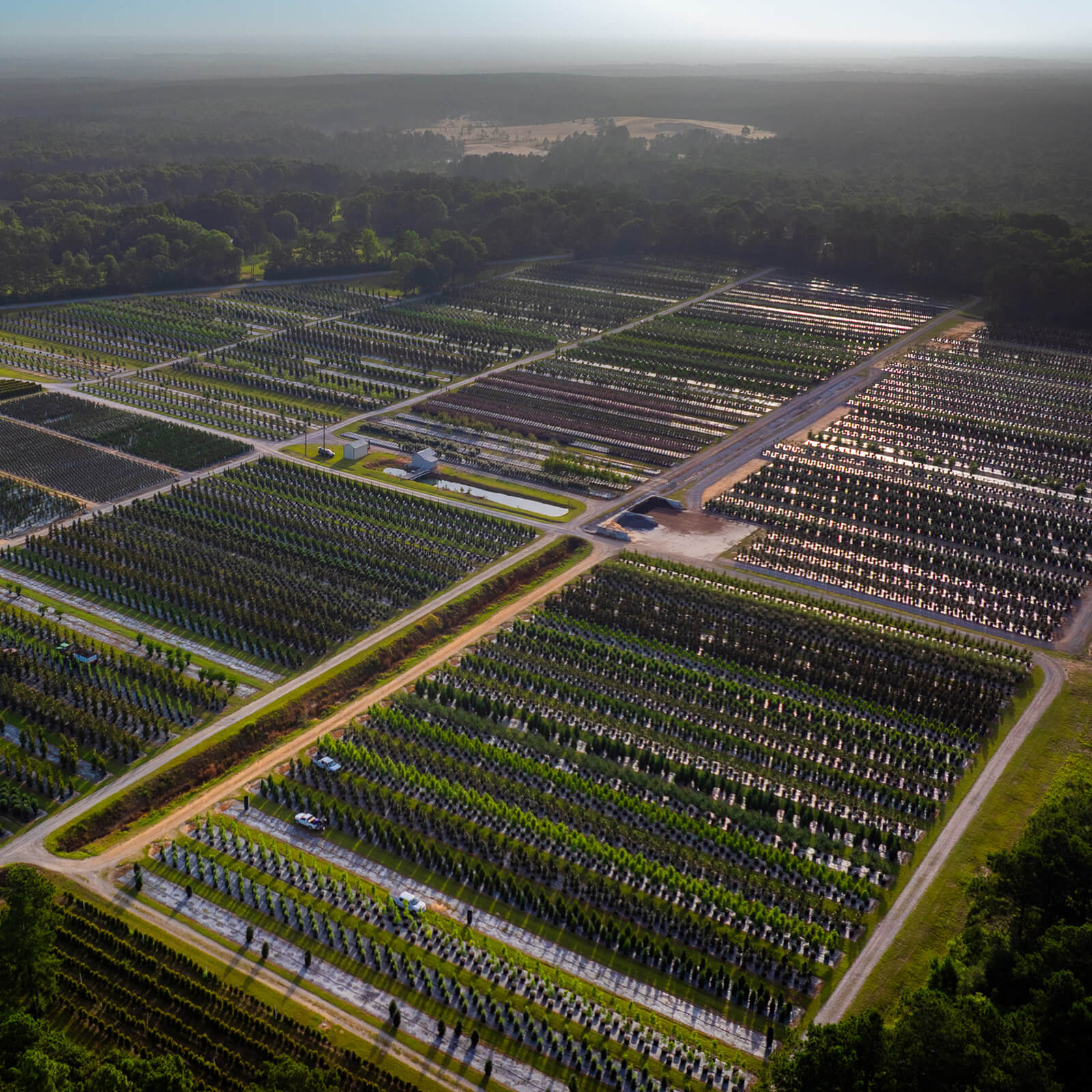 Gallery – GreenForest Nursery