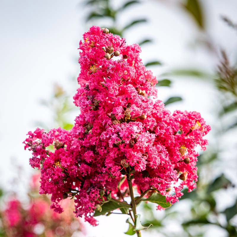 Tuscarora Crape Myrtle | Coral Pink Blooms & Upright Form – GreenForest ...