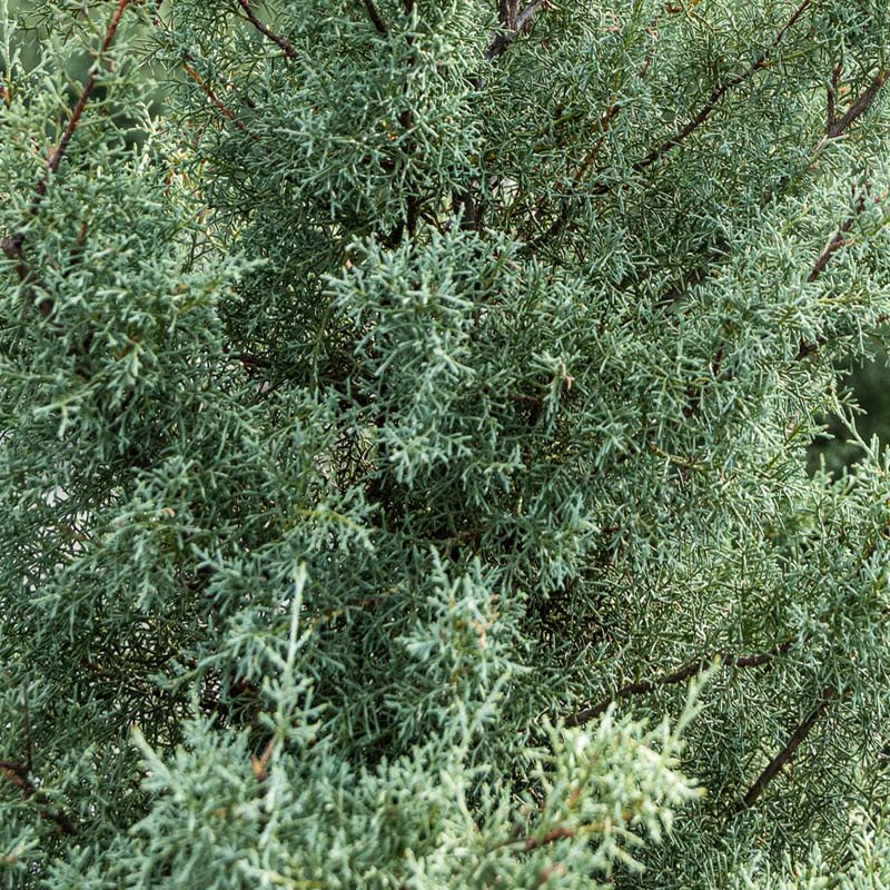 Cypress Trees – GreenForest Nursery