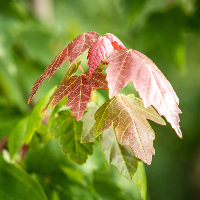 Flame Maple | Compact Tree with Brilliant Red Fall Color – GreenForest ...