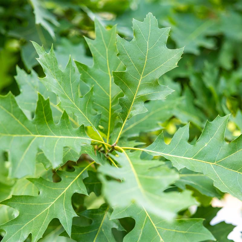 Nuttall Oak | Fast-Growing Oak with Red Fall Color – GreenForest Nursery