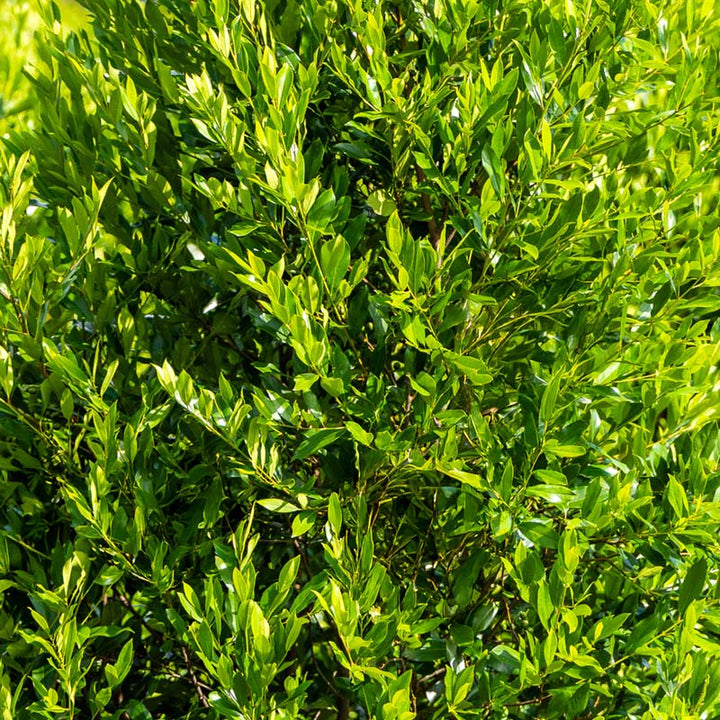Cherry Laurel – GreenForest Nursery
