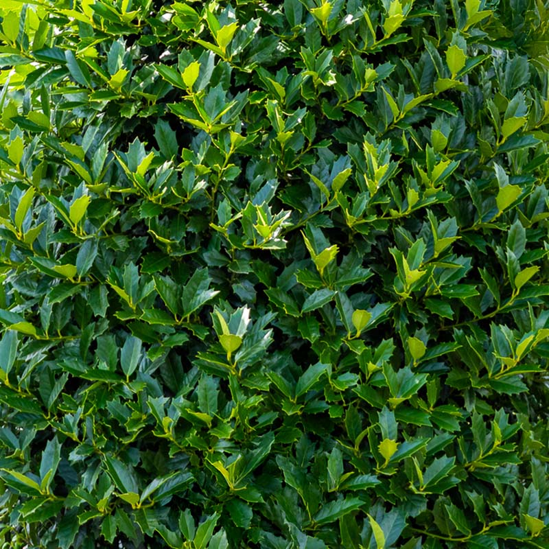 Oakland® Holly | Upright, Symmetrical Evergreen with Oak-Leaf Foliage ...