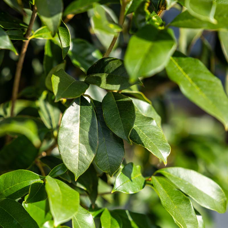 Sweet Olive | Fragrant Evergreen for Patios and Foundations ...