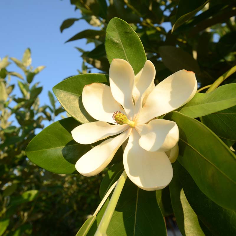 Moon Glow Sweet Bay Magnolia | Fragrant Native Evergreen – GreenForest ...