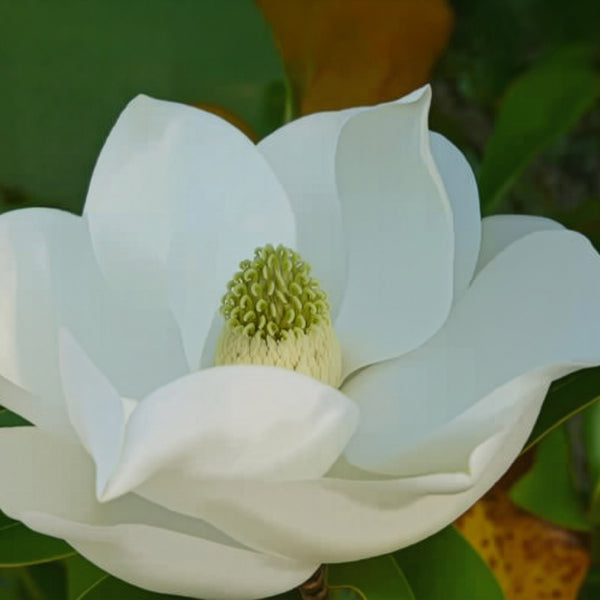 Alta Magnolia | Columnar Southern Magnolia with White Blooms ...