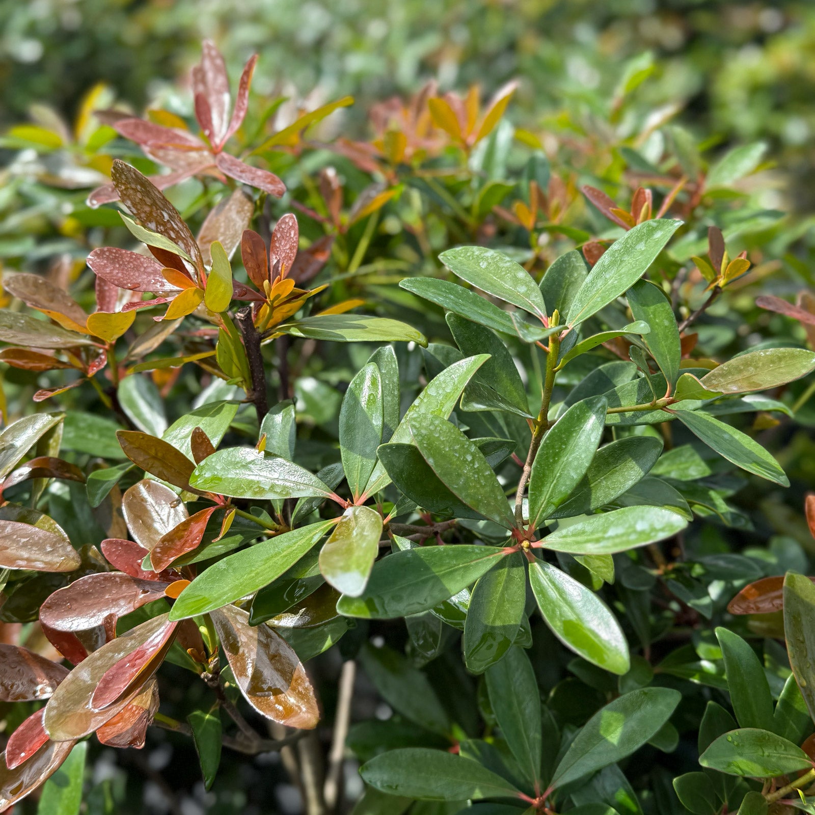Cleyera | Shade-Tolerant Evergreen for Foundations & Borders ...