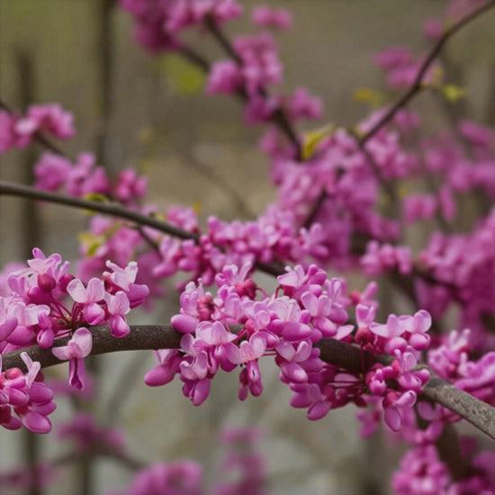 Eastern Redbud | Native Tree with Early Pink Spring Blooms ...