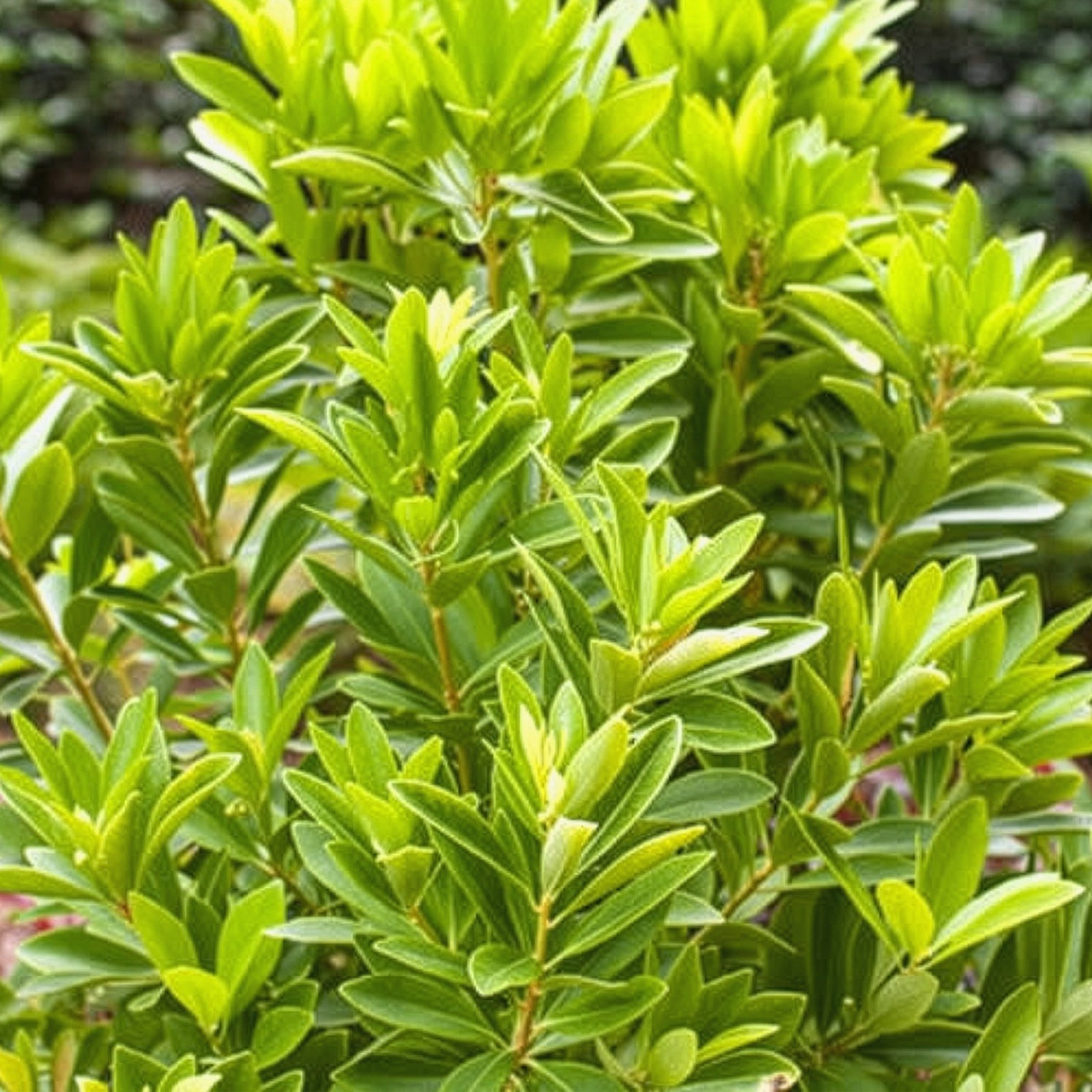 Illicium – GreenForest Nursery