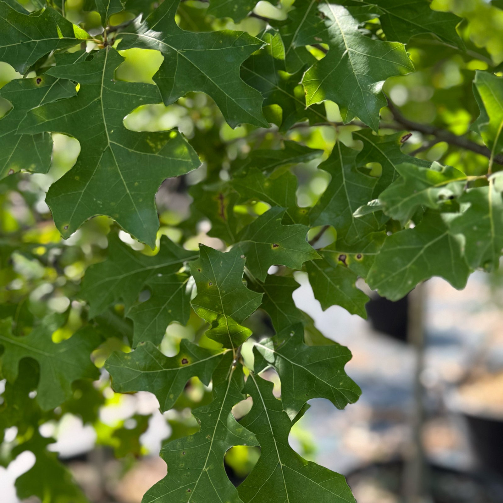 Overcup Oak | Native Oak for Wet Soils & Bottomlands – GreenForest Nursery