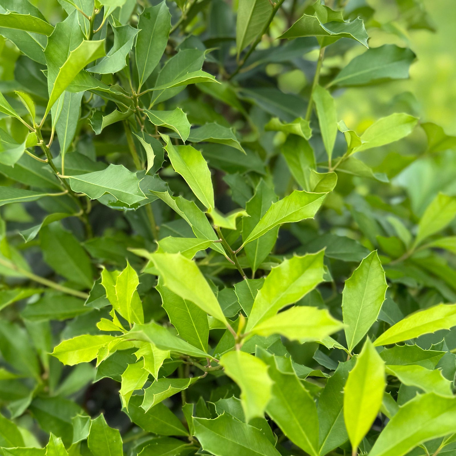 Savannah Holly | Pyramidal Evergreen with Soft Foliage & Berries ...