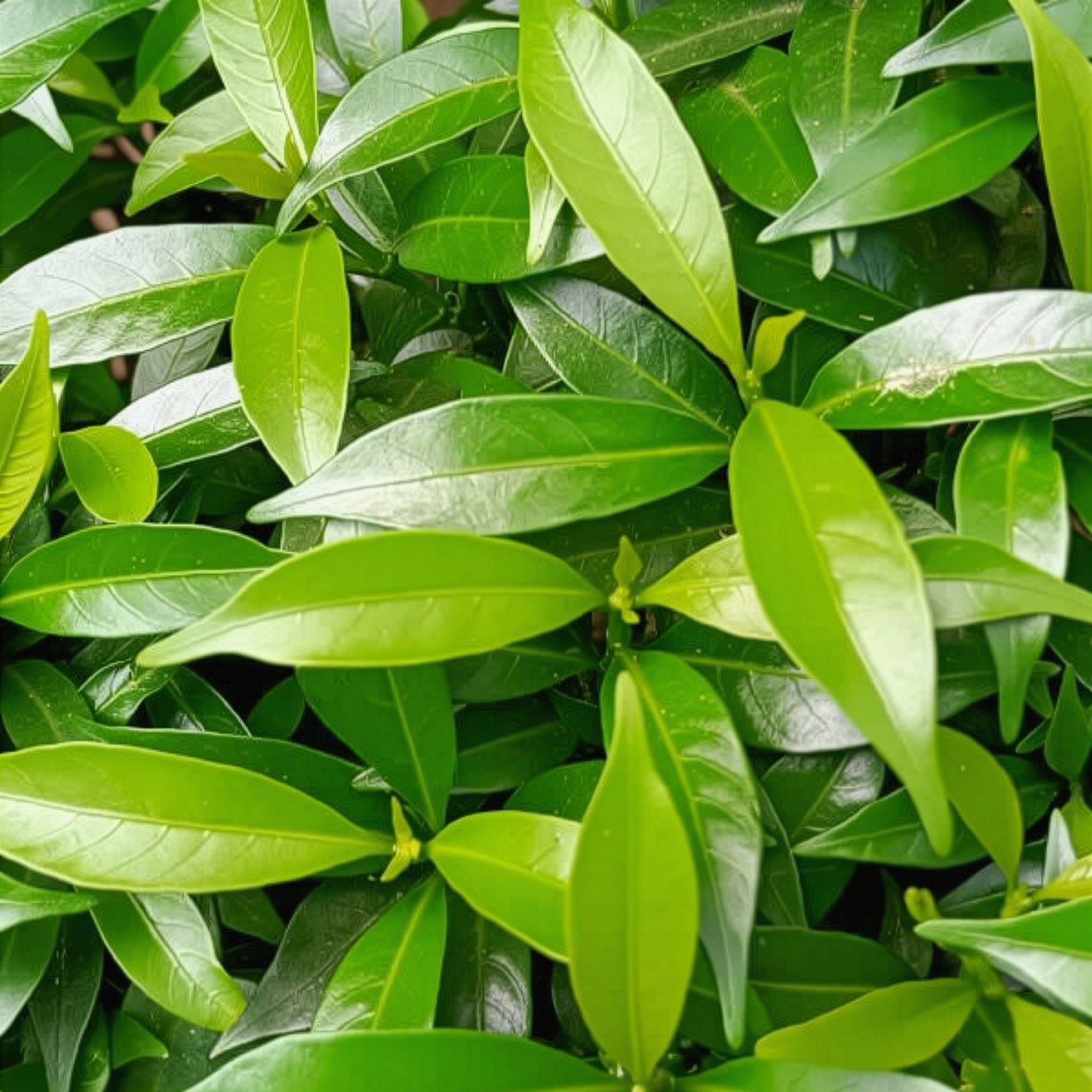 Screen Play™ Holly | Fast-Growing Evergreen for Privacy Screens ...