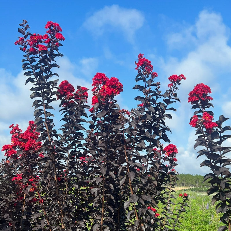Thunderstruck™ Ruby Crape Myrtle | Red Blooms & Dark Foliage ...