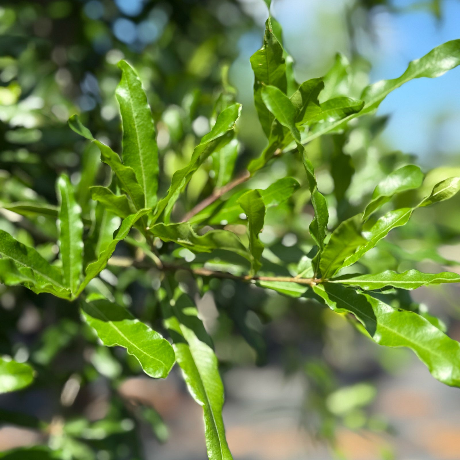 Willow Oak | Clean Foliage & Upright Form for Urban Use – GreenForest ...